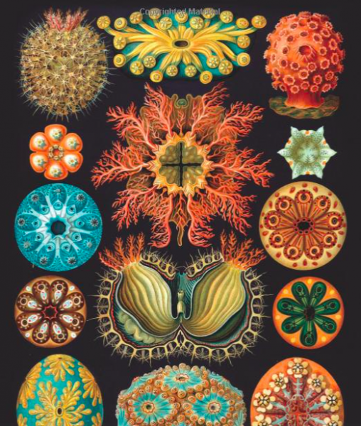 Patterns in Nature: Why the Natural World Looks the Way It Does ...